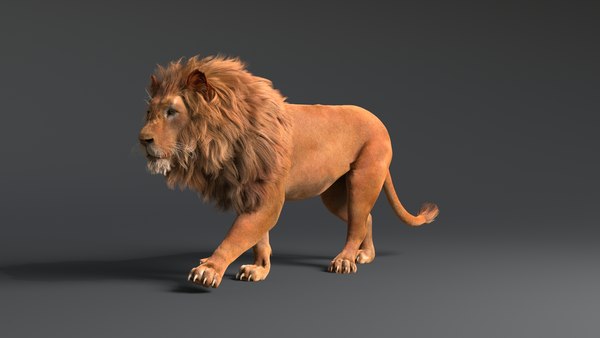 modelo 3d León con Fur Rig Animado - TurboSquid 1519933