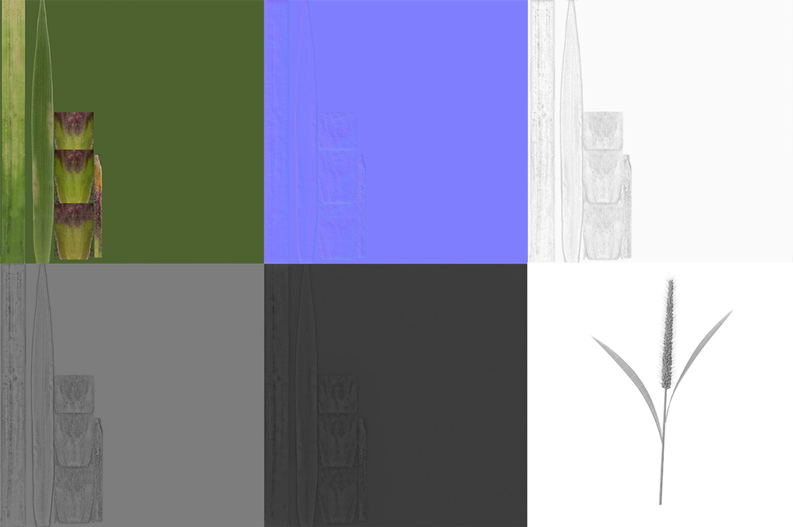 3D Model Grass Giant Foxtail Straight - TurboSquid 2205570