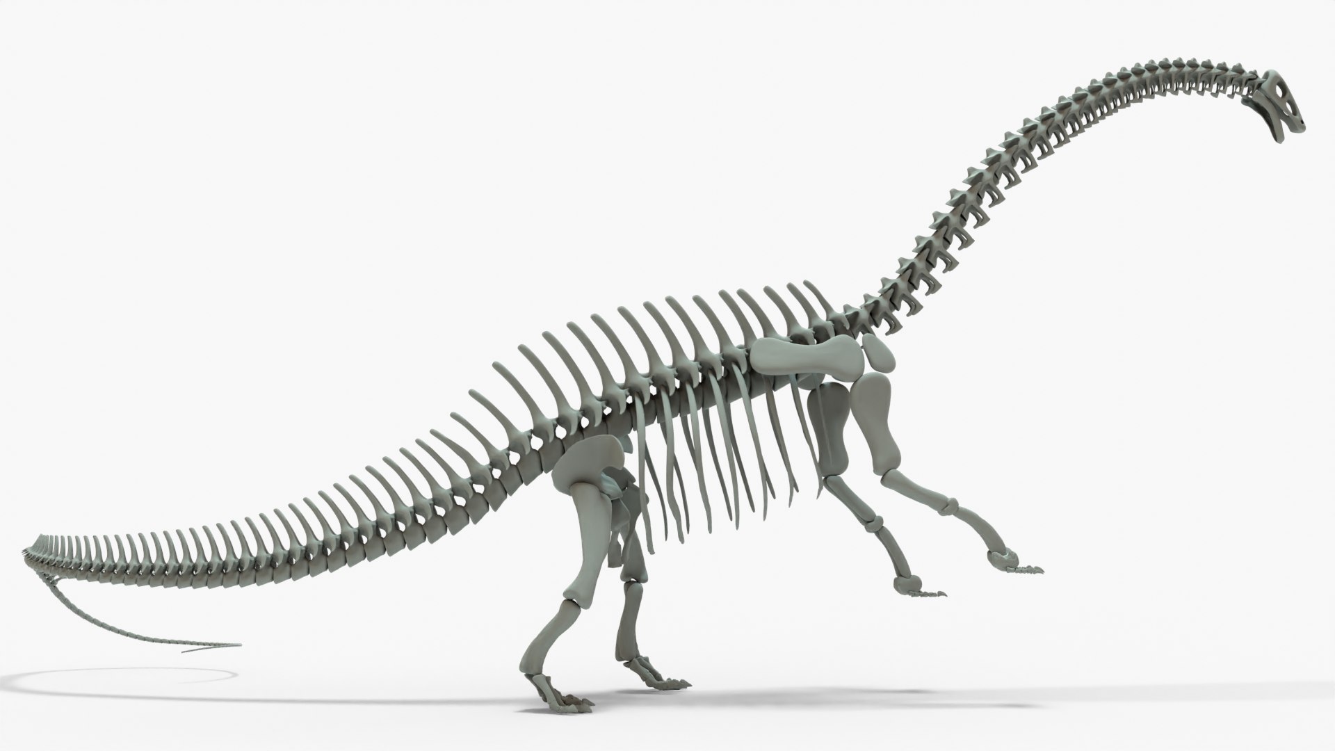 Brontosaurus Rigged Skeleton 3D model - TurboSquid 2122328