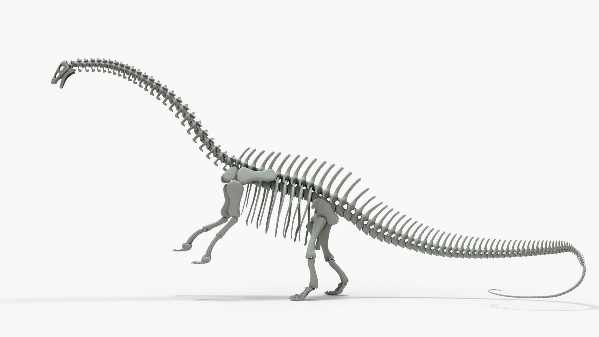 Brontosaurus Rigged Skeleton 3D model - TurboSquid 2122328