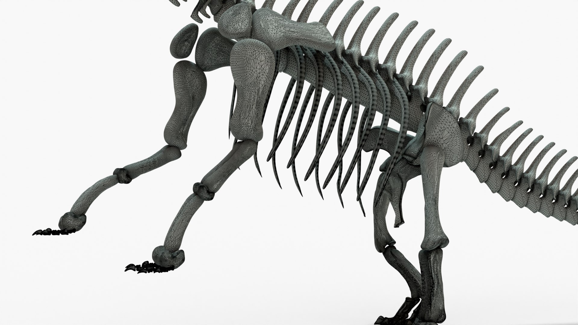 Brontosaurus Rigged Skeleton 3D model - TurboSquid 2122328