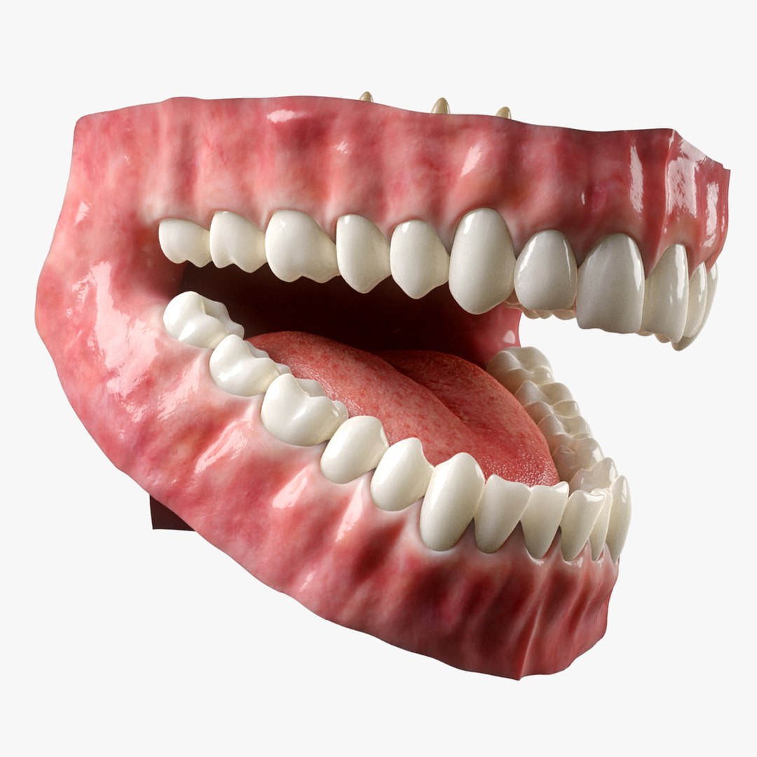 3D Model Realistic Mouth And Teeth Zbrush - TurboSquid 2410603