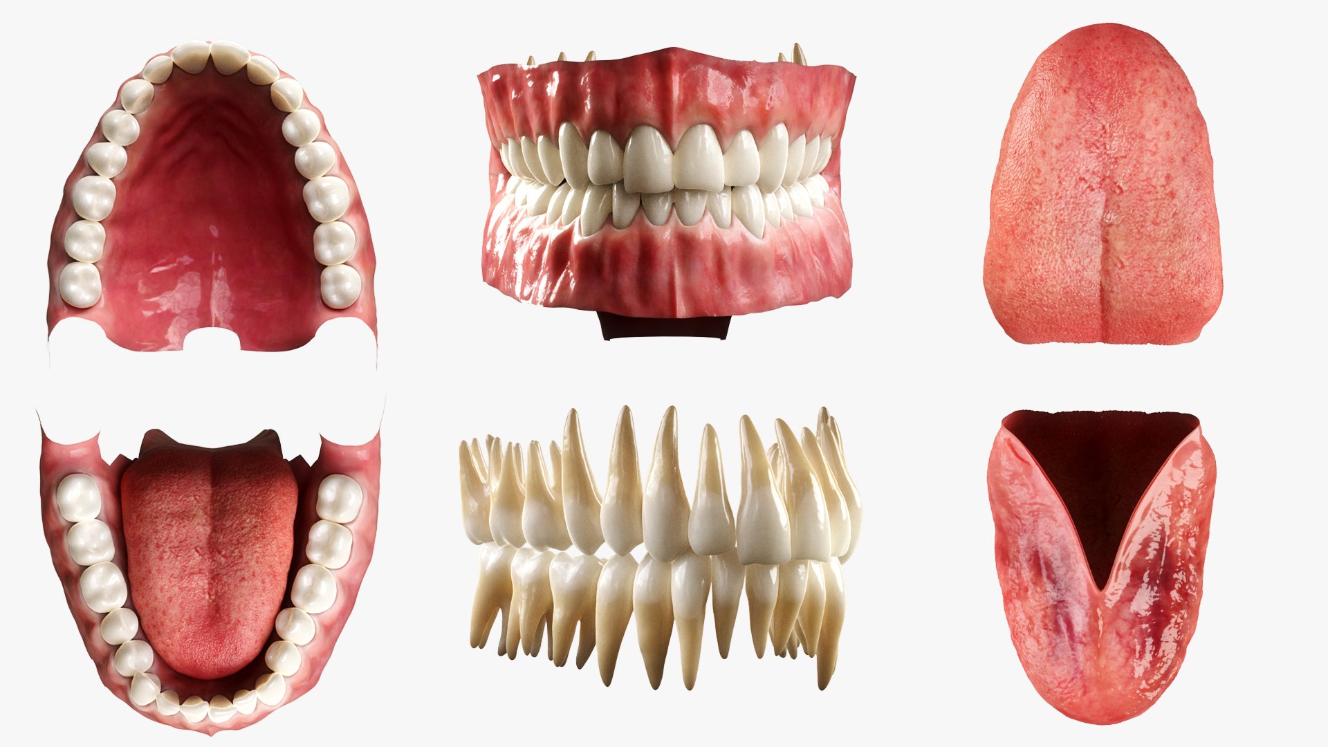3D Model Realistic Mouth And Teeth Zbrush - TurboSquid 2410603