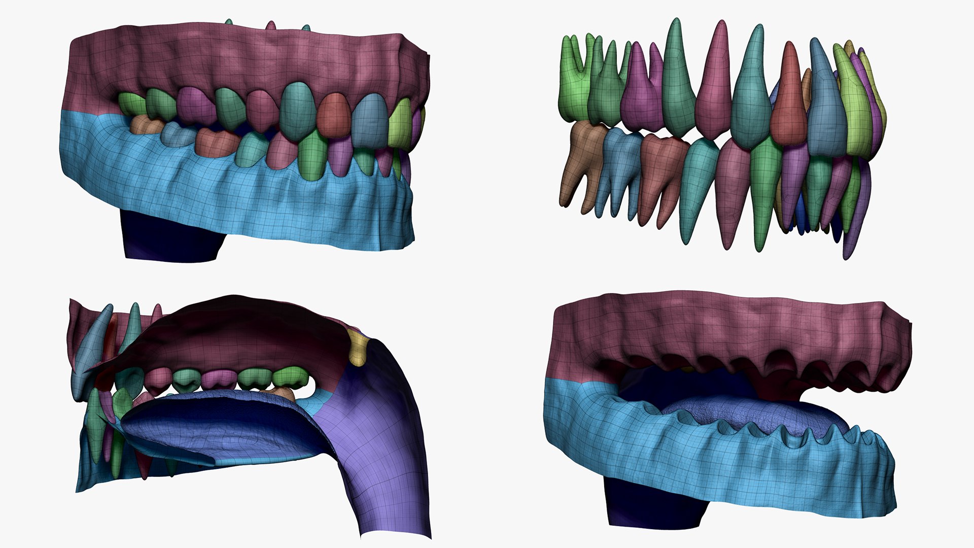 3D Model Realistic Mouth And Teeth Zbrush - TurboSquid 2410603