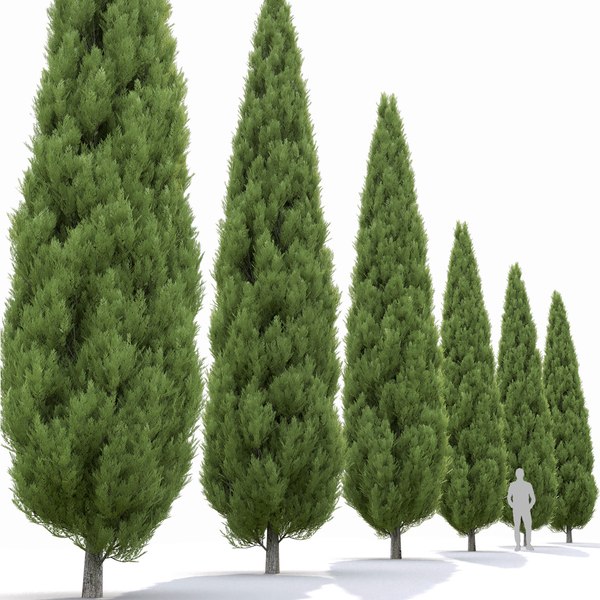 Cupressus 01 Modelo 3D - TurboSquid 1786860