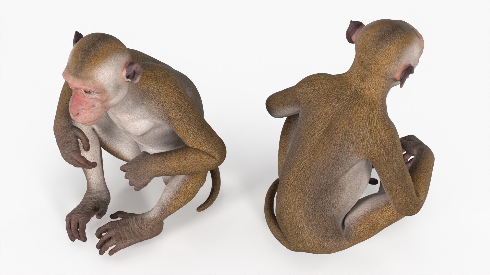 3D Model Sitting Macaque Light Brown - TurboSquid 2435128
