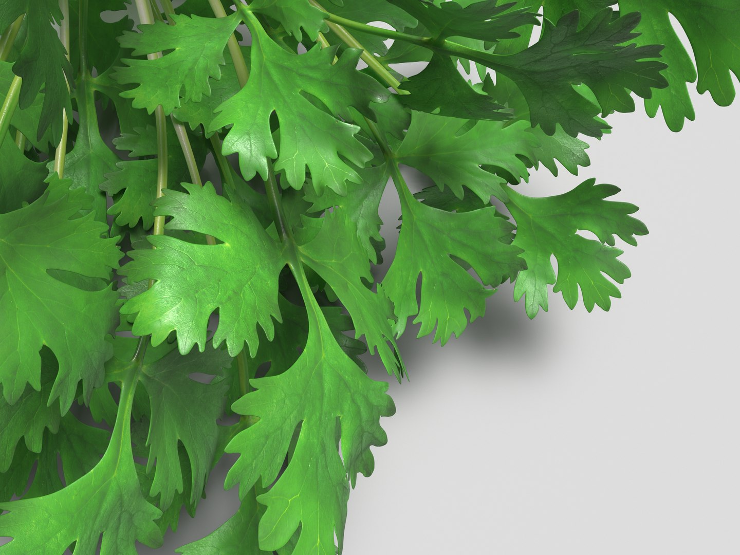 Parsley 3D Model - TurboSquid 2341247