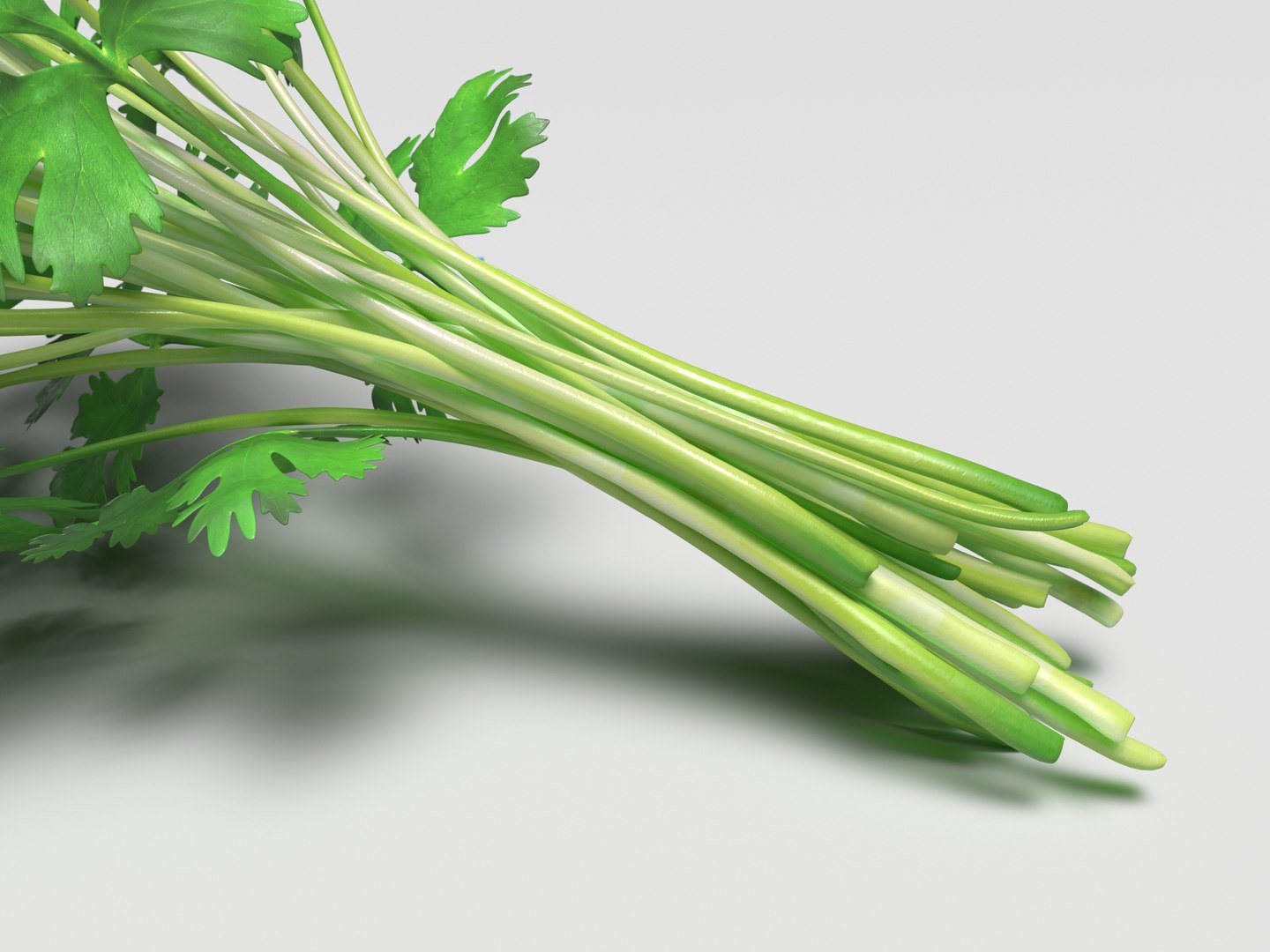 Parsley 3D Model - TurboSquid 2341247