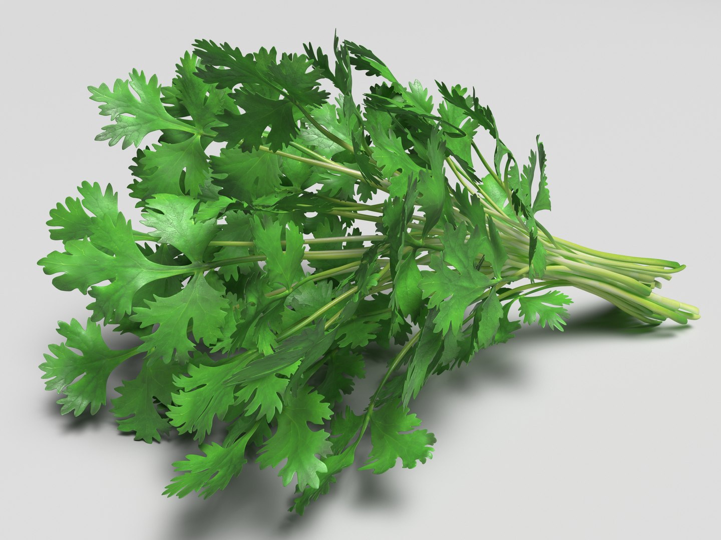 Parsley 3D Model - TurboSquid 2341247