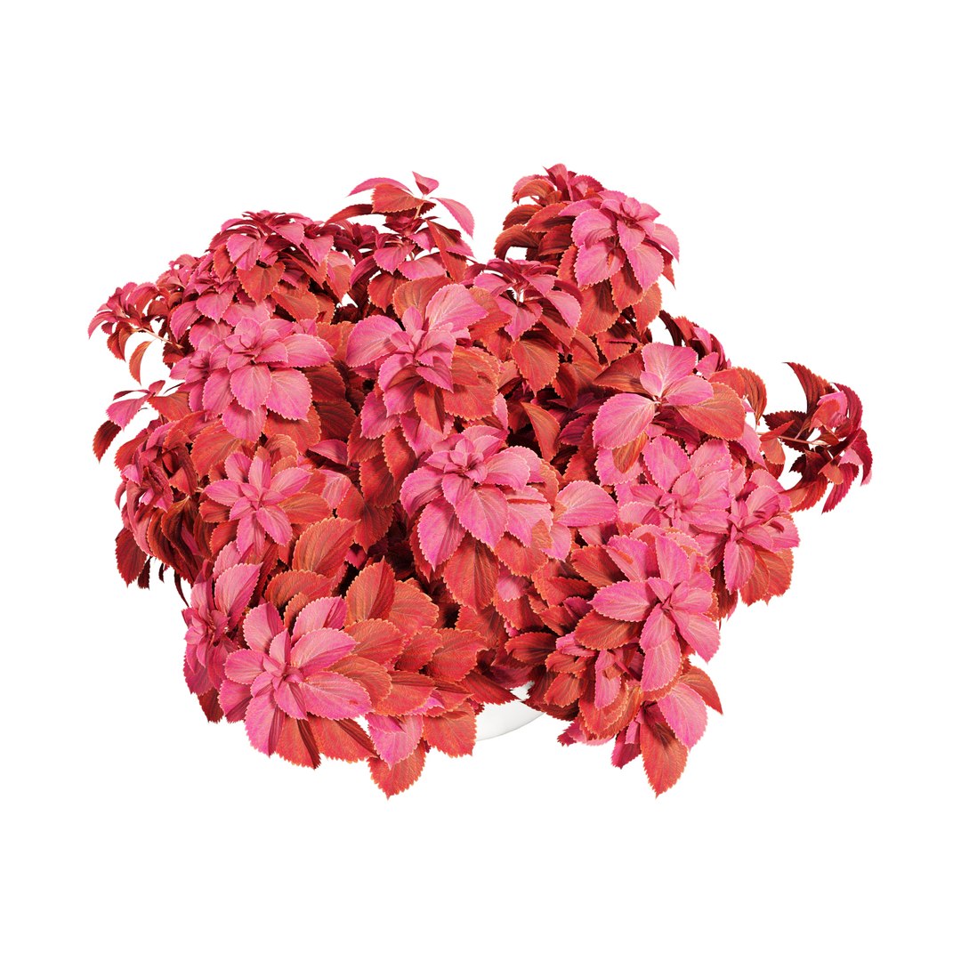 3D Model Solenostemon Colorblaze Rediculous Mono - TurboSquid 1494311