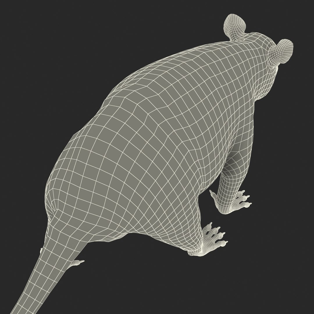possum pose 1 3d model