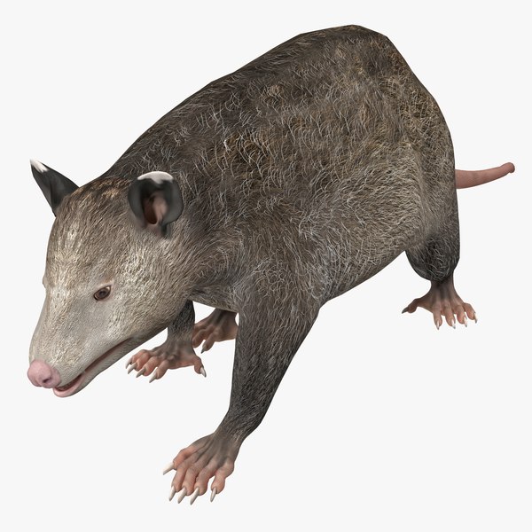 3D Opossum Models | TurboSquid
