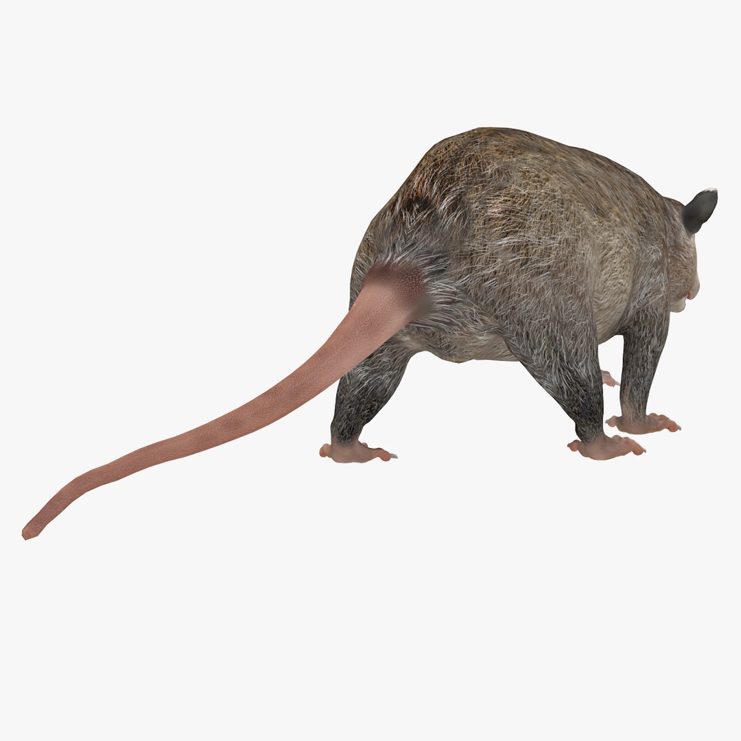 Possum Pose 1 3d Model