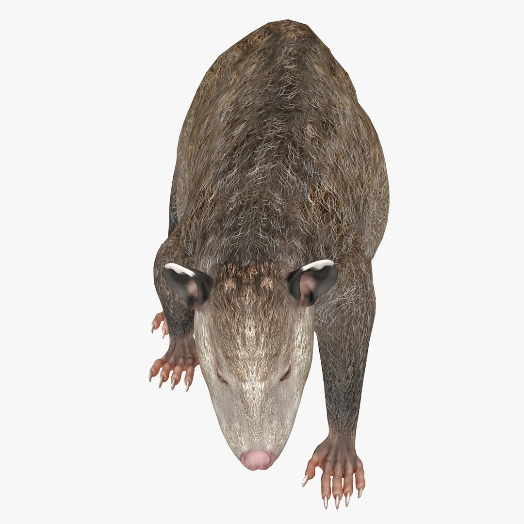 Possum Pose 1 3d Model