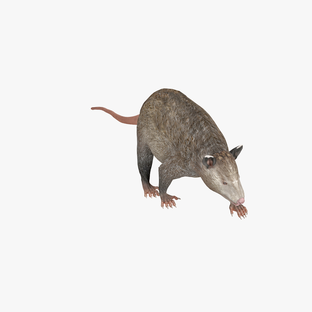 Possum Pose 1 3d Model