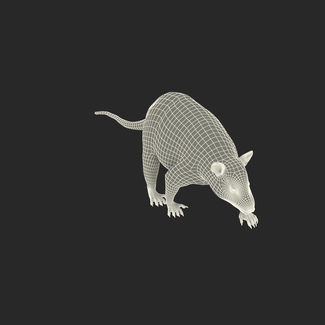 Possum Pose 1 3d Model