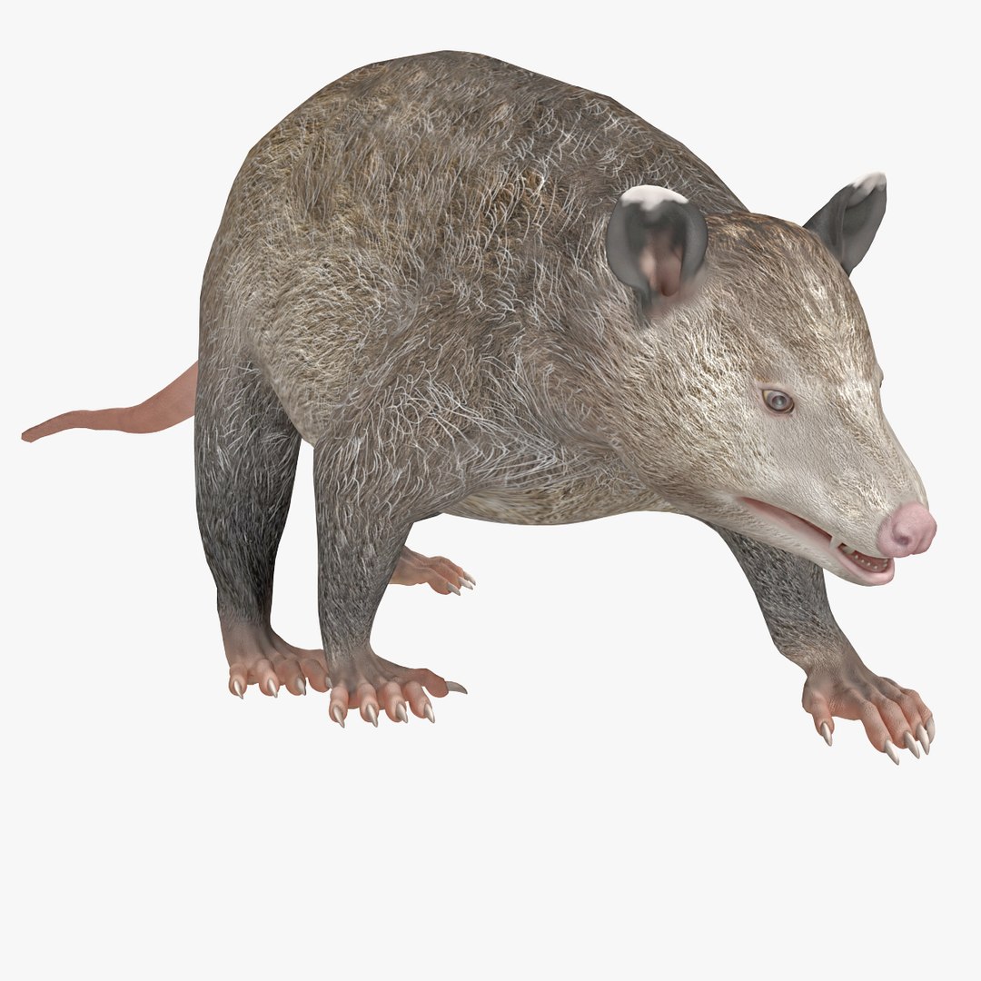 Possum Pose 1 3d Model