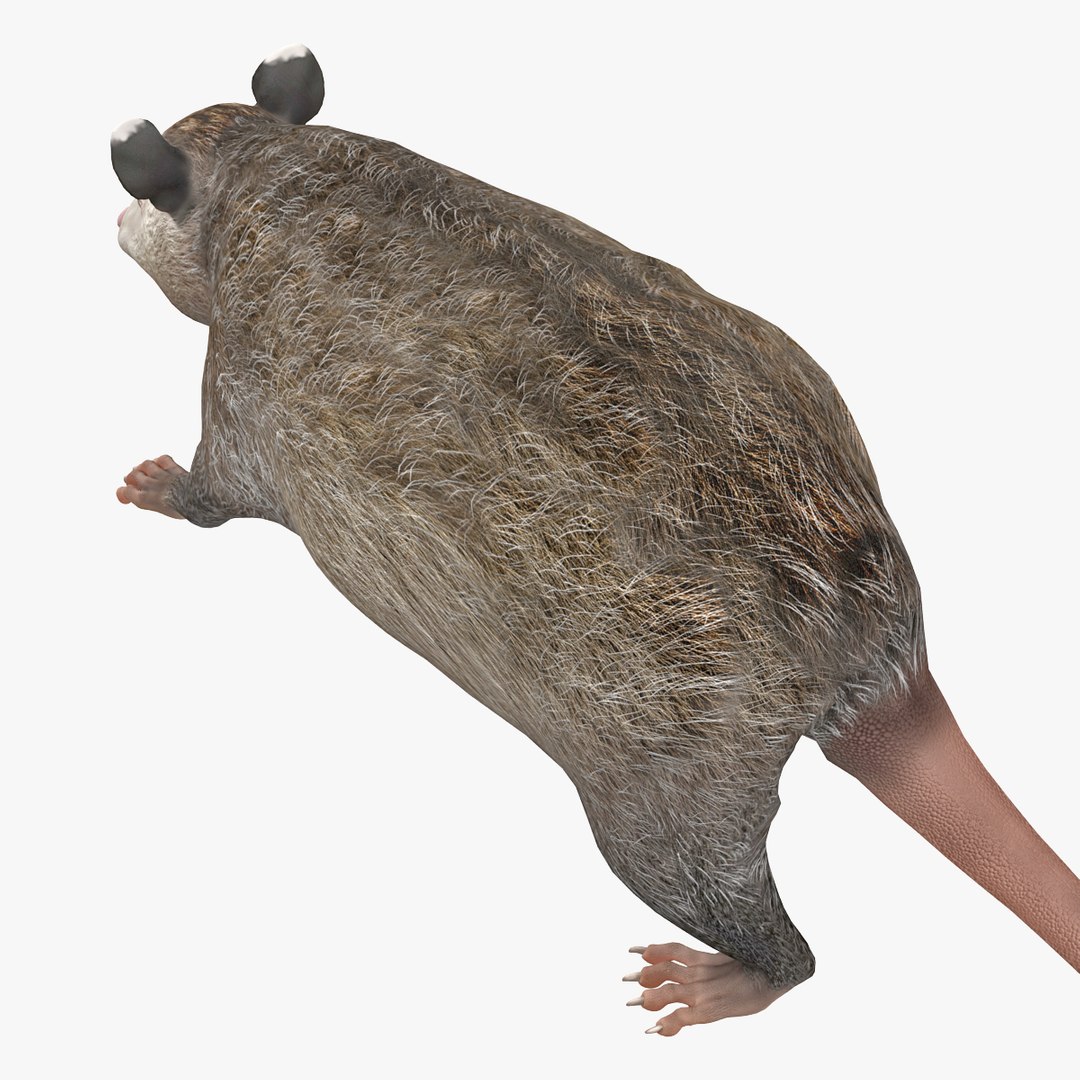 Possum Pose 1 3d Model