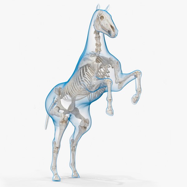 modelo 3d Anatomía del esqueleto del caballo adaptada para Maya ...
