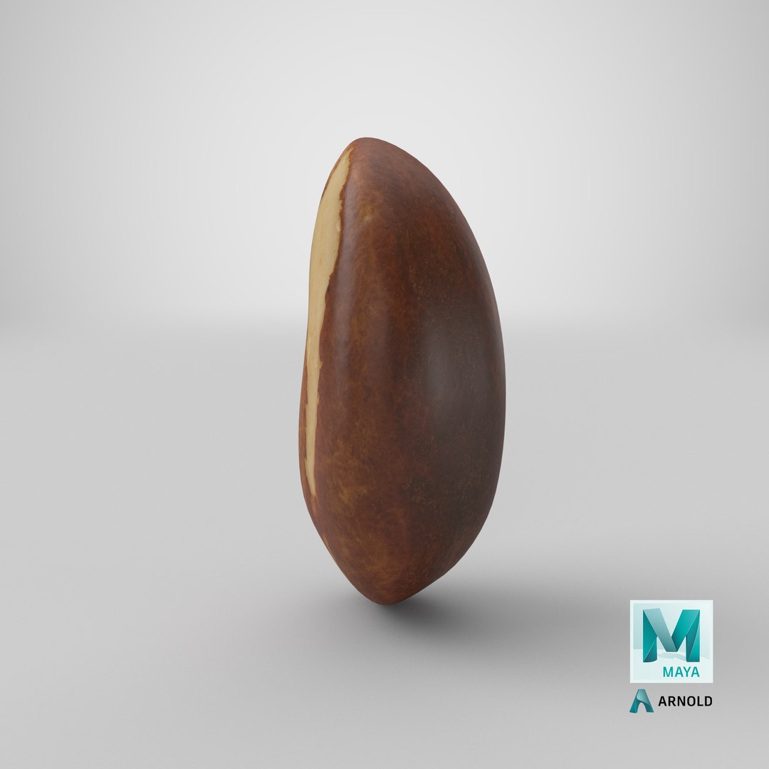 3D model Brazil Nut 03 - TurboSquid 1949278