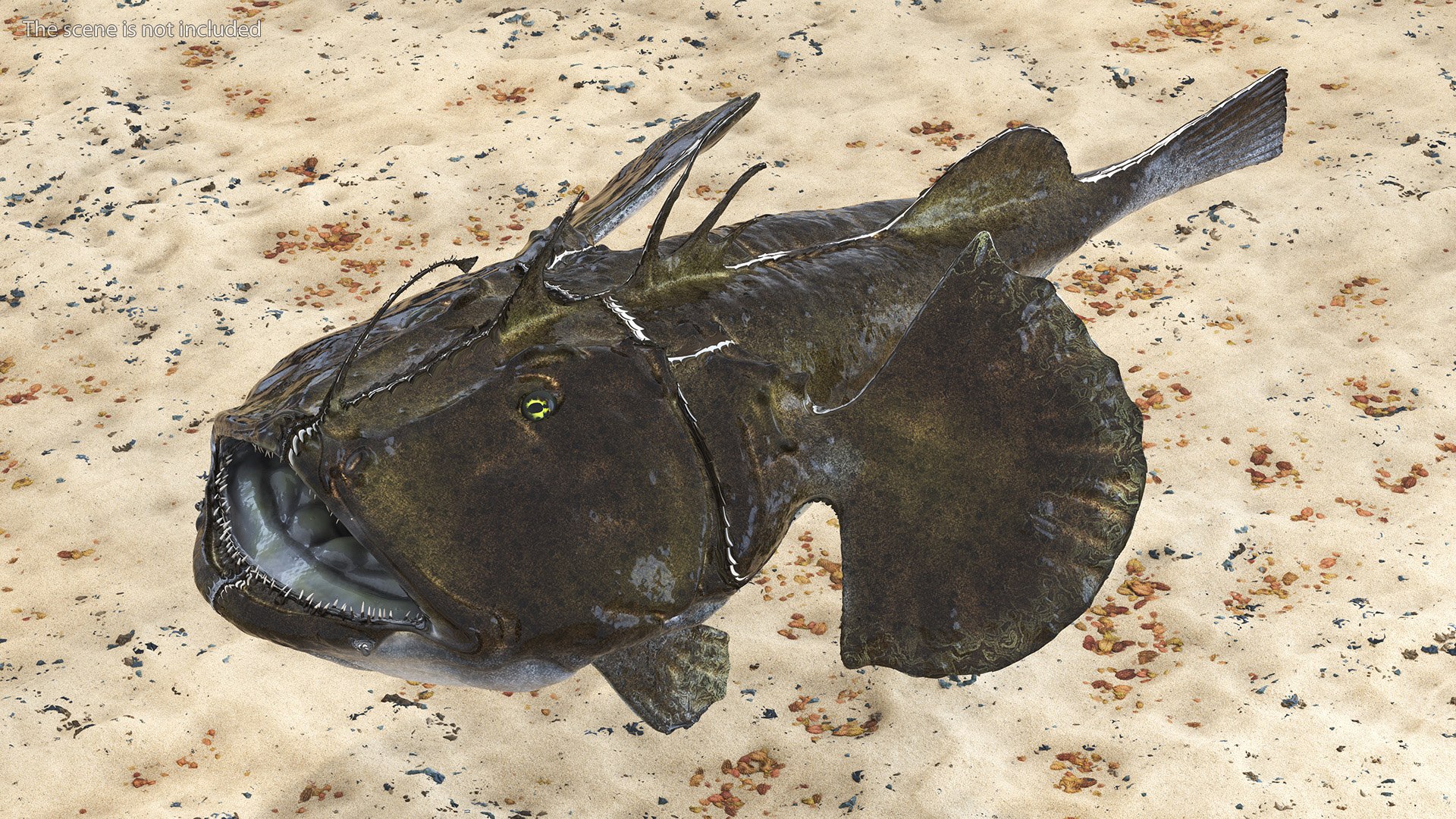 3D Angler Rigged For Cinema 4D - TurboSquid 2252664