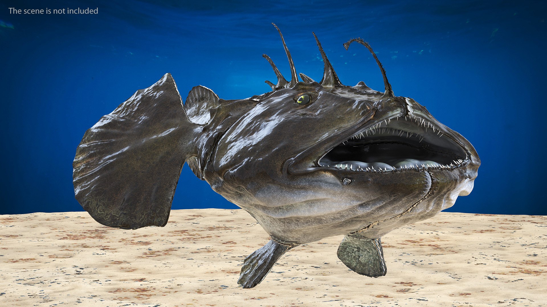 3D Angler Rigged For Cinema 4D - TurboSquid 2252664