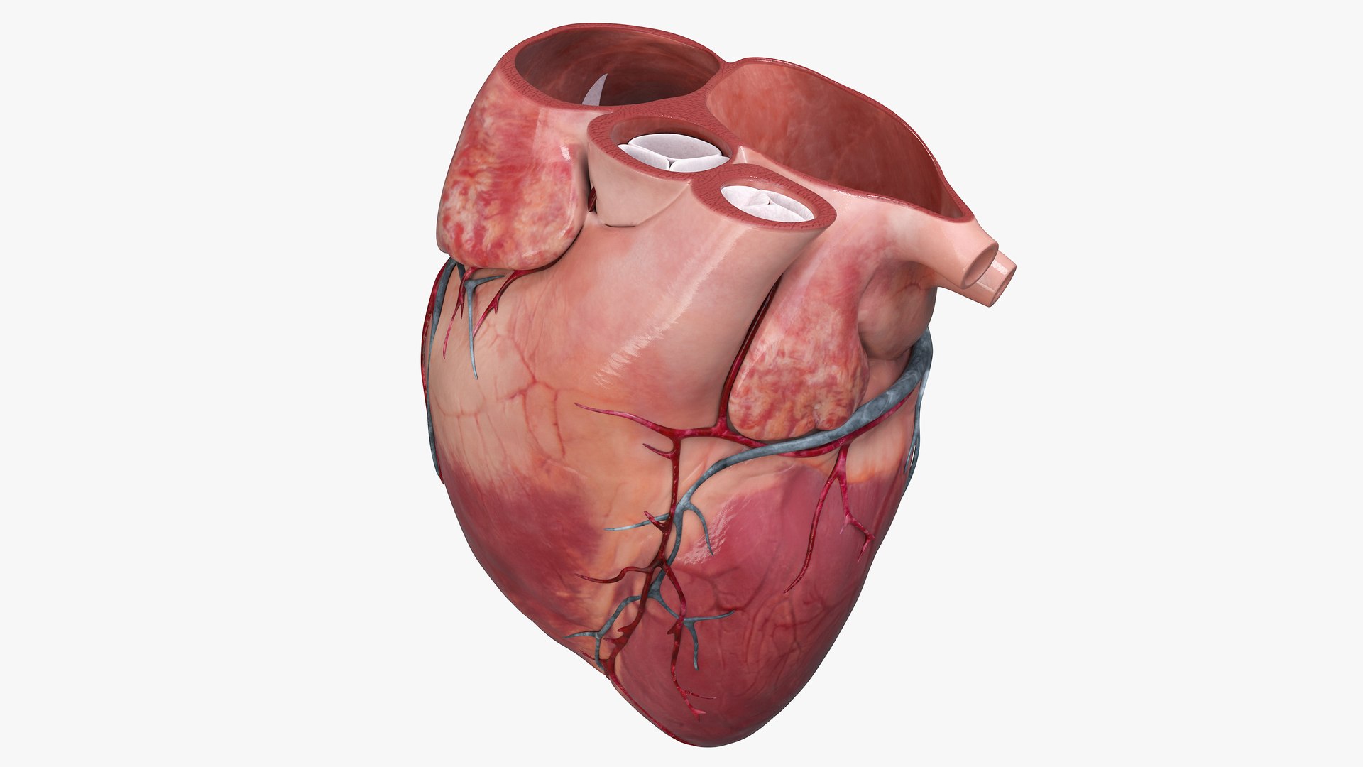 Heart Transverse Section V2 Animated 3D - TurboSquid 1757353