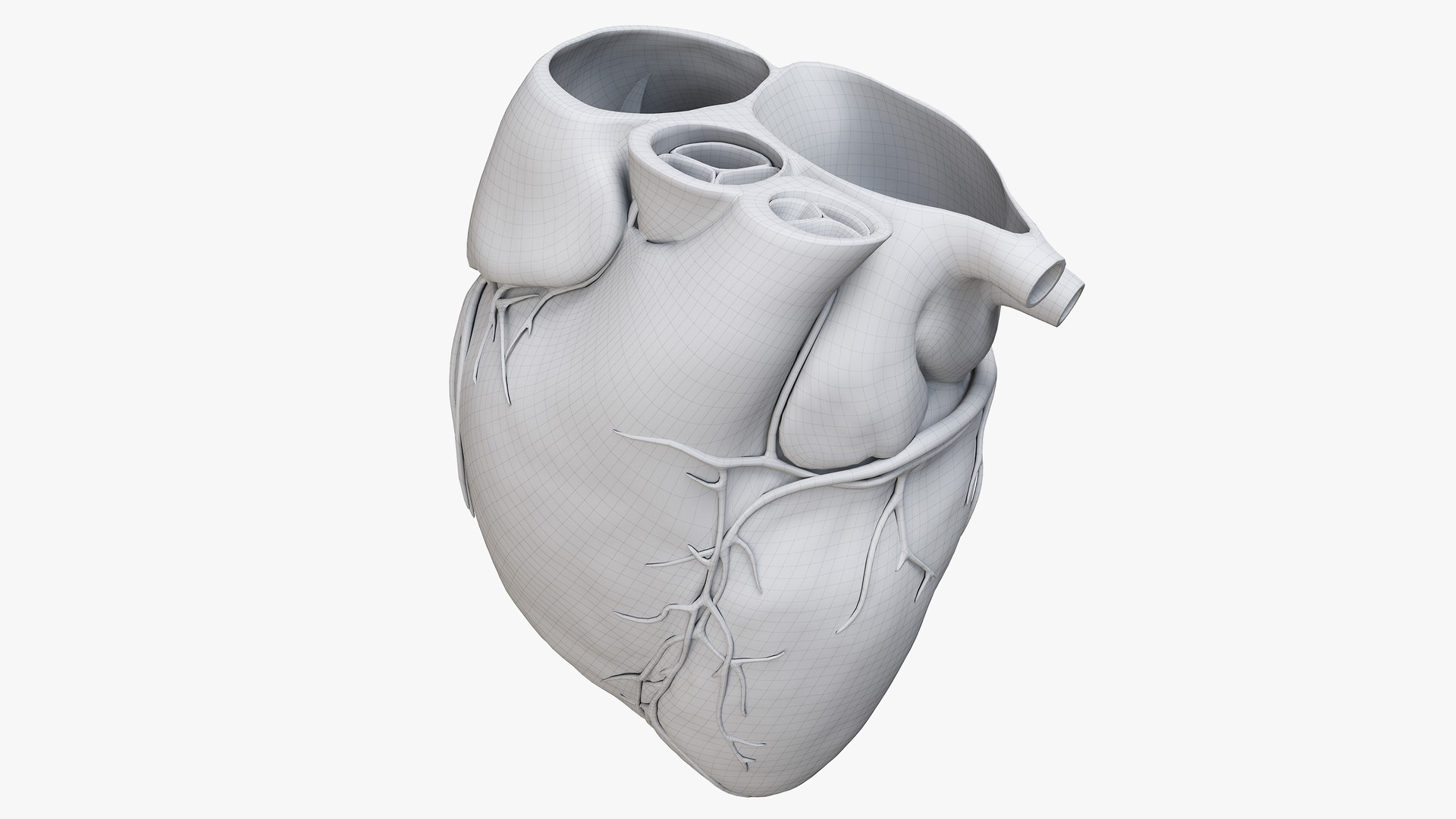 Heart Transverse Section v2 Animated 3D - TurboSquid 1757353