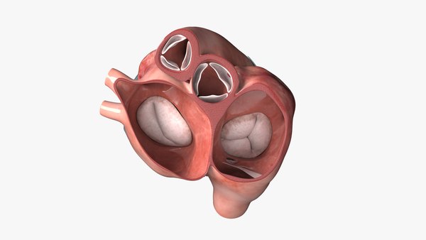 Heart Transverse Section v2 Animated 3D - TurboSquid 1757353