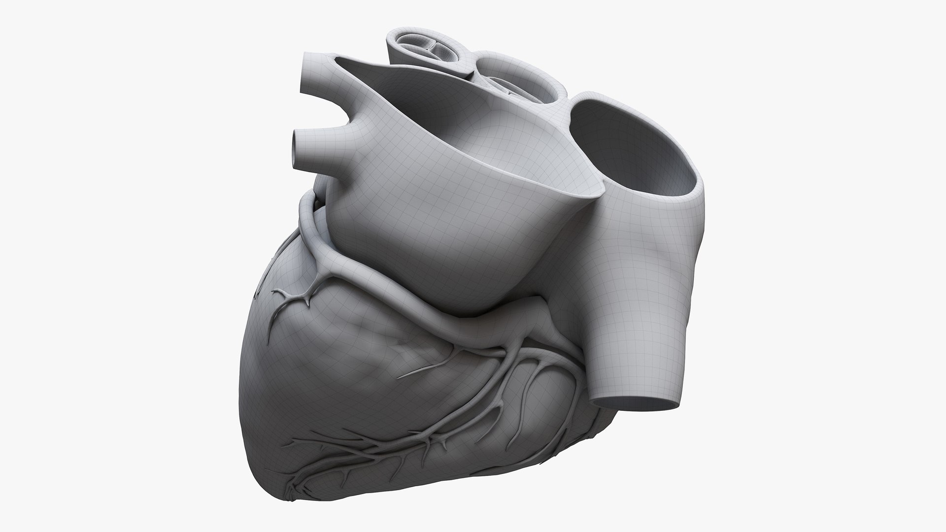 Heart Transverse Section V2 Animated 3D - TurboSquid 1757353