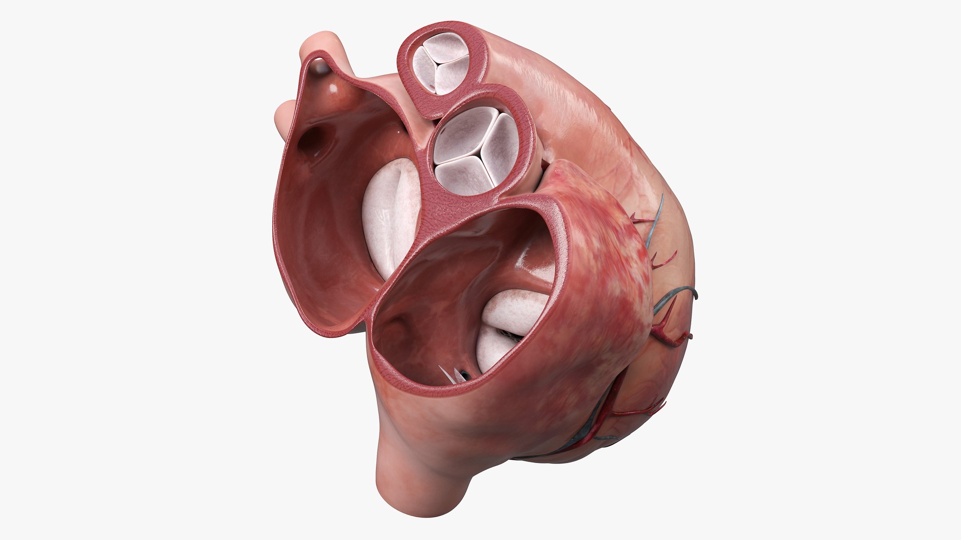 Heart Transverse Section V2 Animated 3D - TurboSquid 1757353