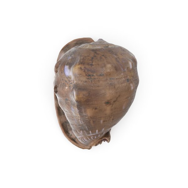 Conch Shell 3D Models for Download | TurboSquid