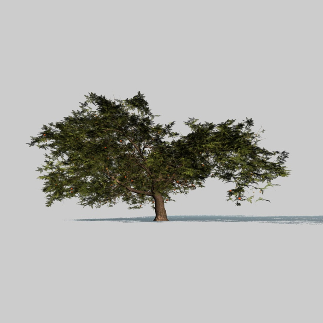 3d Model Apple Tree