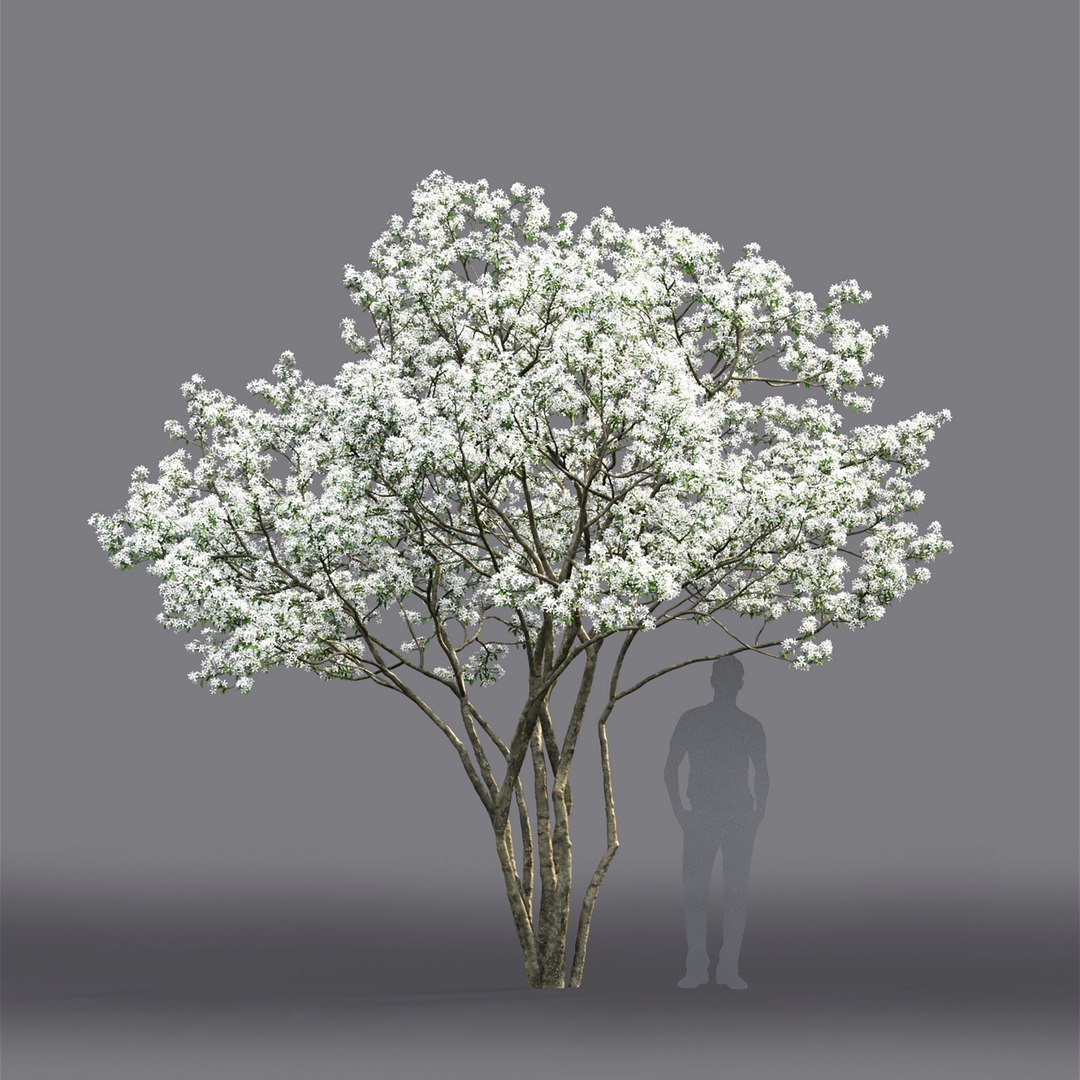 Amelanchier 3D Model - TurboSquid 1688253