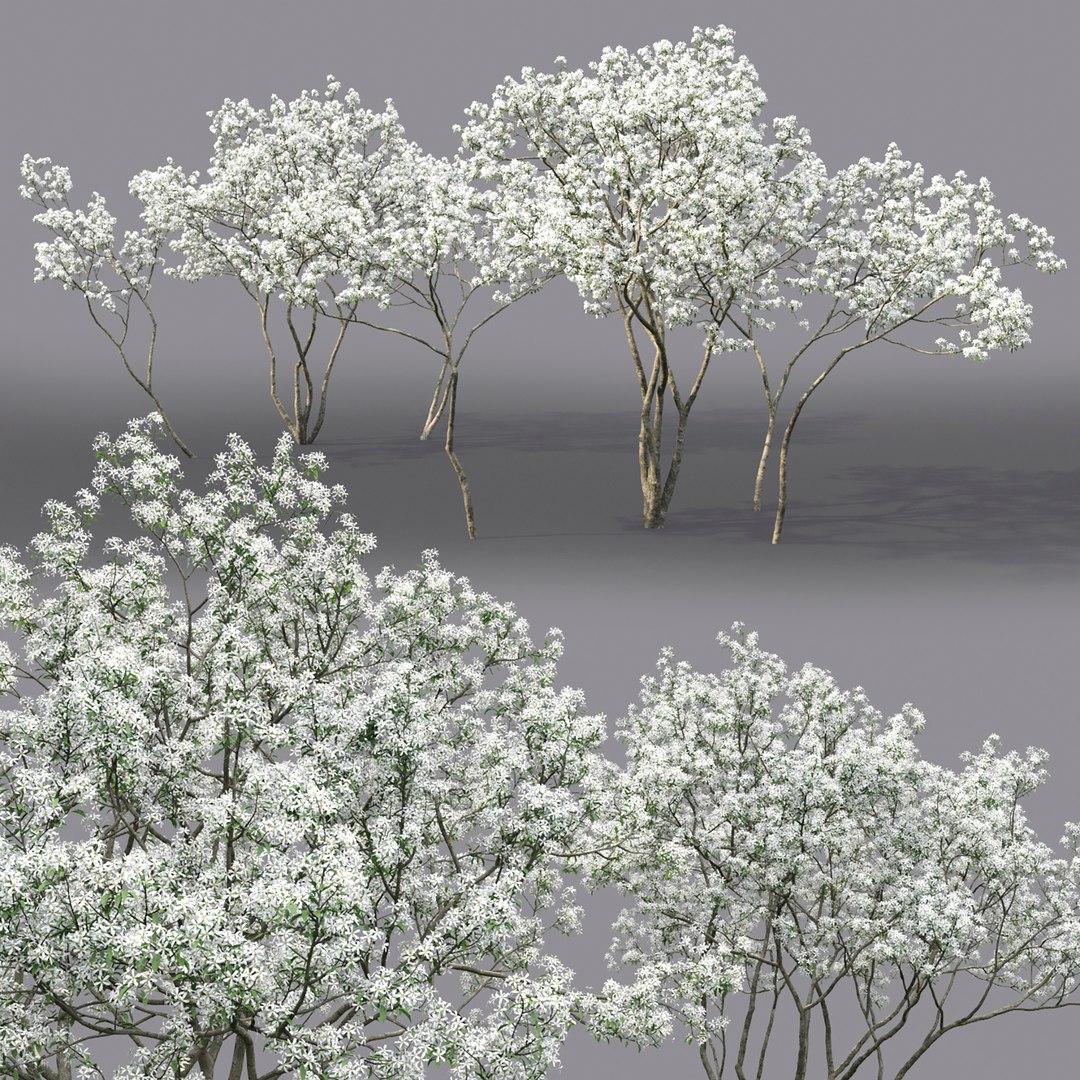 Amelanchier 3D Model - TurboSquid 1688253