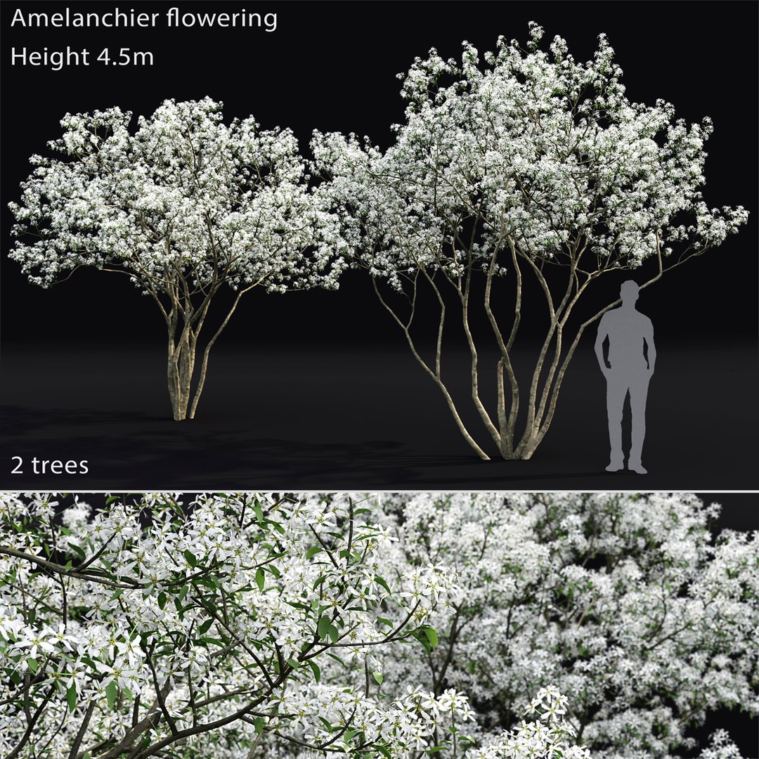 Amelanchier 3D Model - TurboSquid 1688253