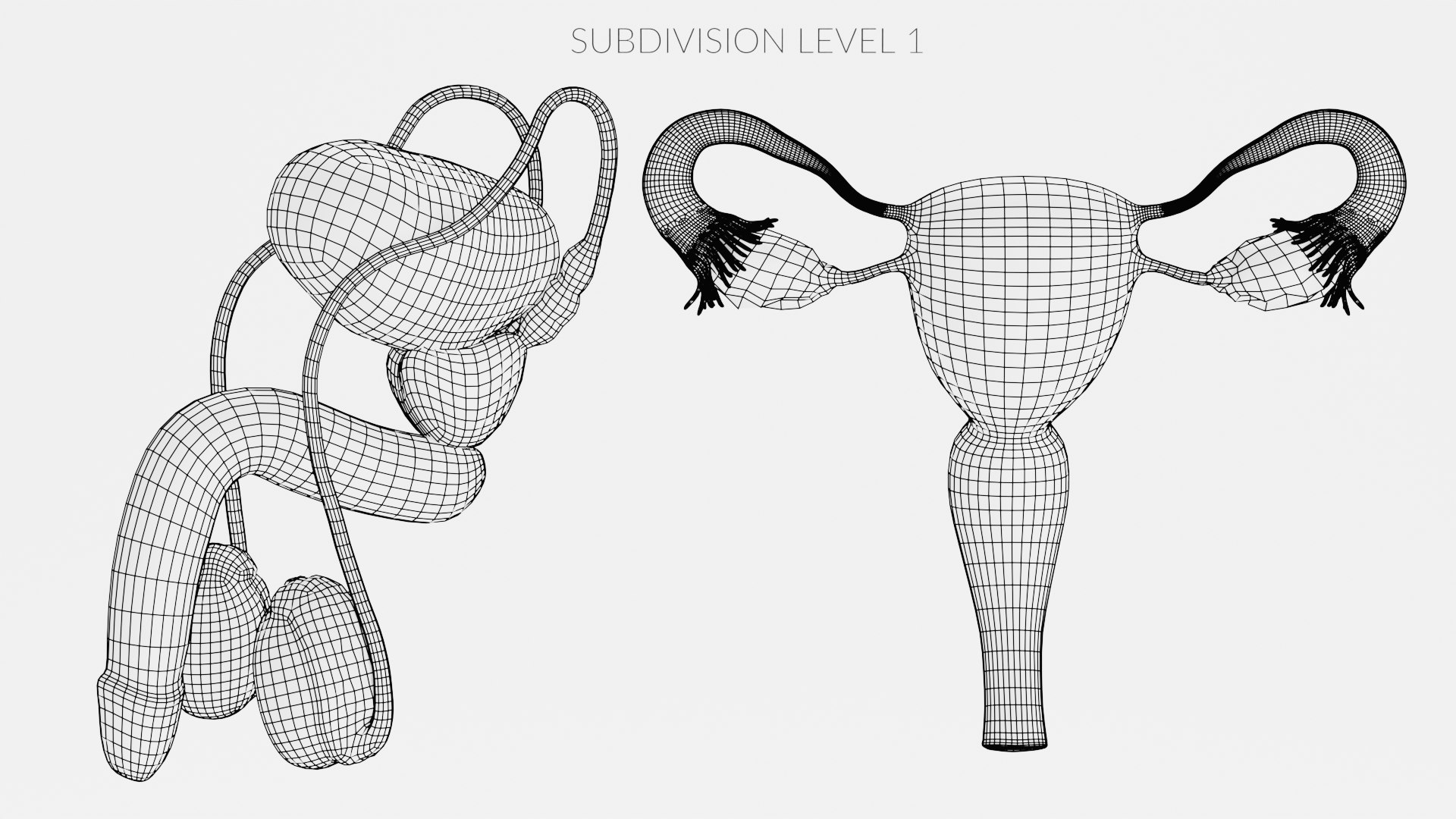 Reproductive System Set 3D Model - TurboSquid 1782889