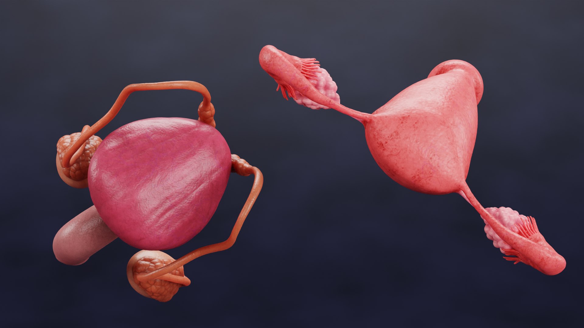 Reproductive System Set 3D Model - TurboSquid 1782889