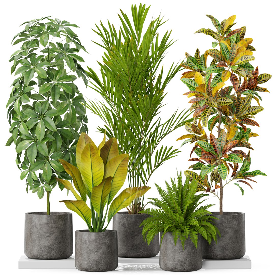 3D Plants Collection 579 Model - TurboSquid 1860391