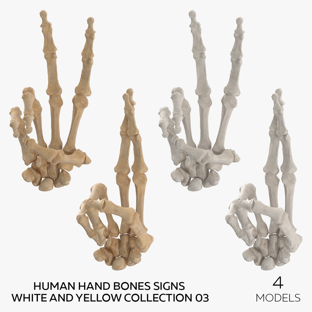 3D Human Hand Bones Signs White And Yellow Collection 03 - 4 Models ...
