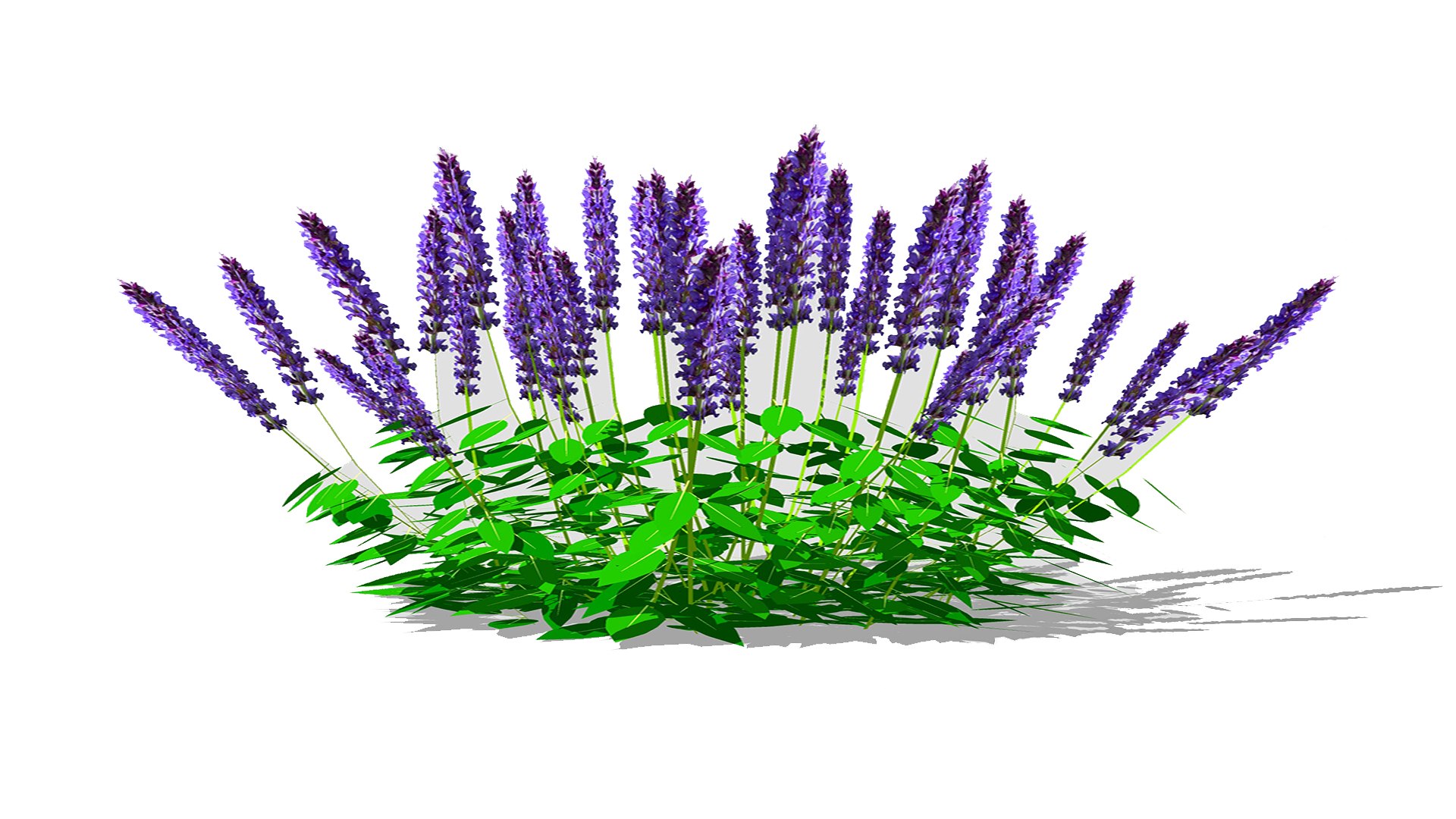 3D Model Salvia - TurboSquid 2401920