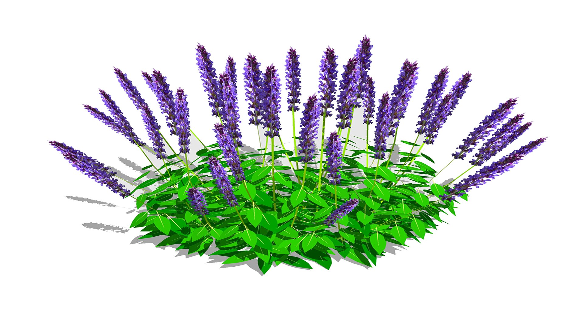 3D Model Salvia - TurboSquid 2401920