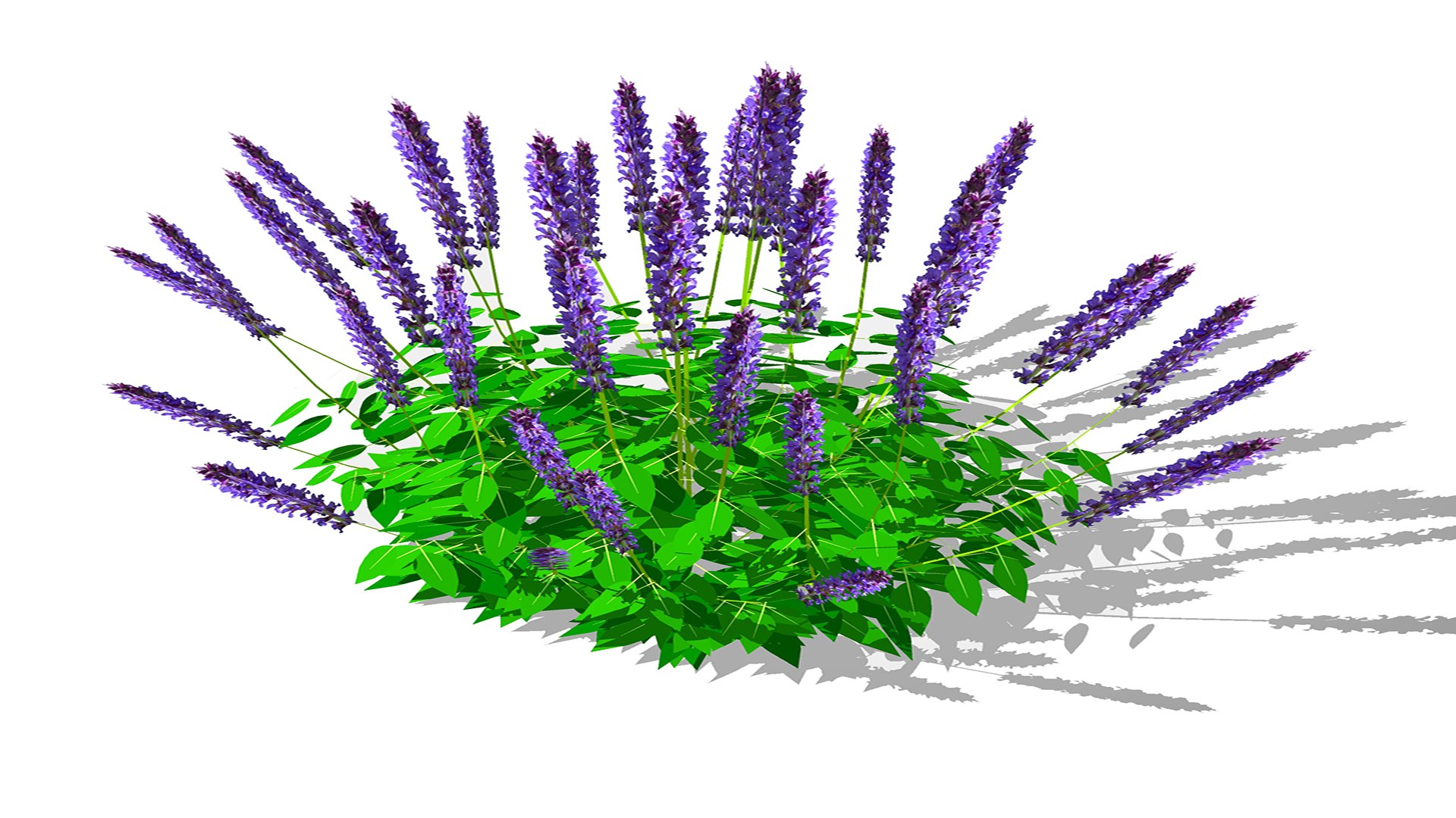3D Model Salvia - TurboSquid 2401920