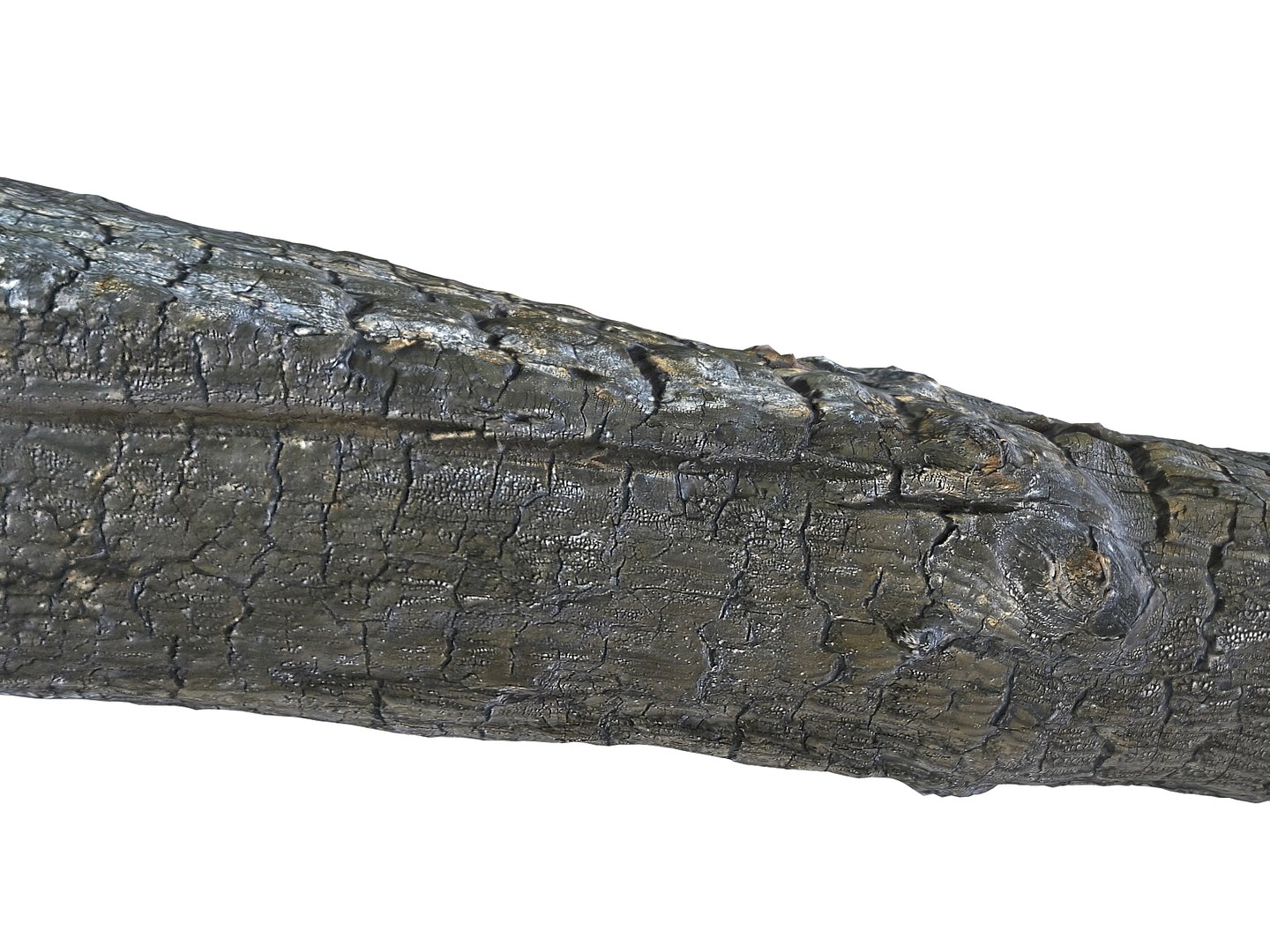 3D Burned Tree Branch 8k - TurboSquid 1578923