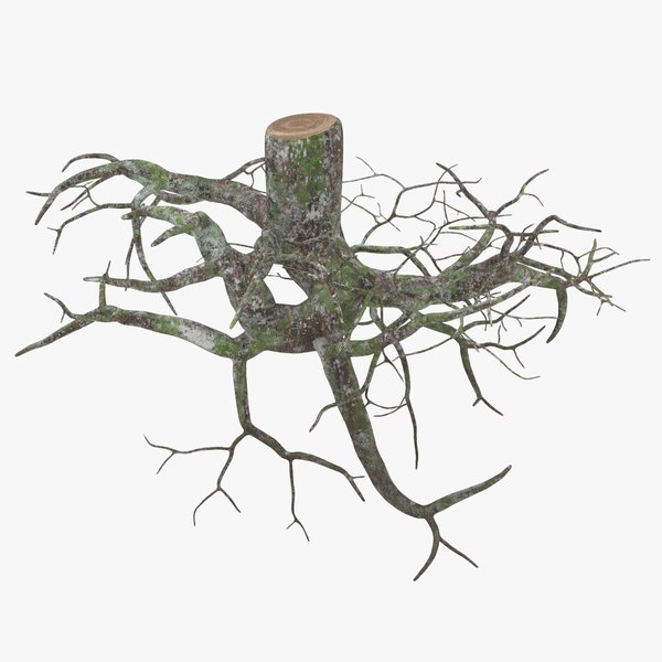 3D Roots Models | TurboSquid