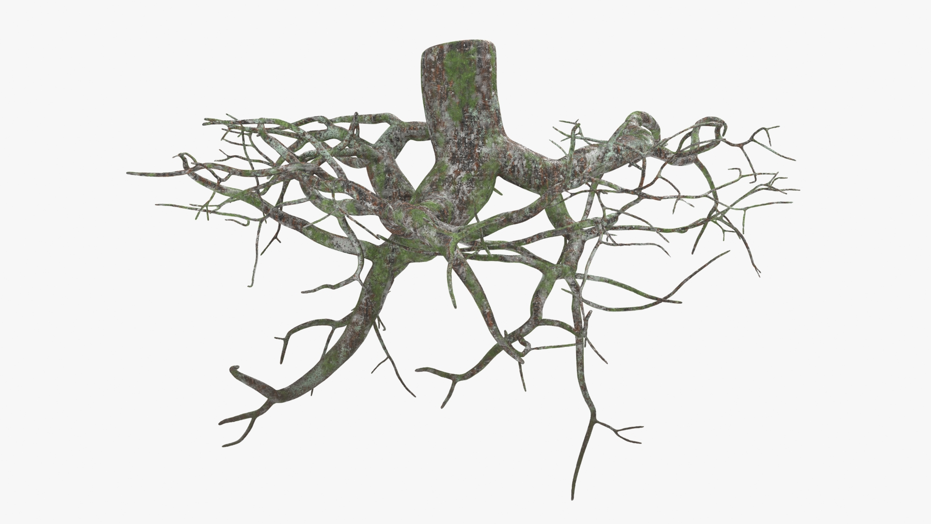 Tree Root 04 Color 2 Model - TurboSquid 2148576