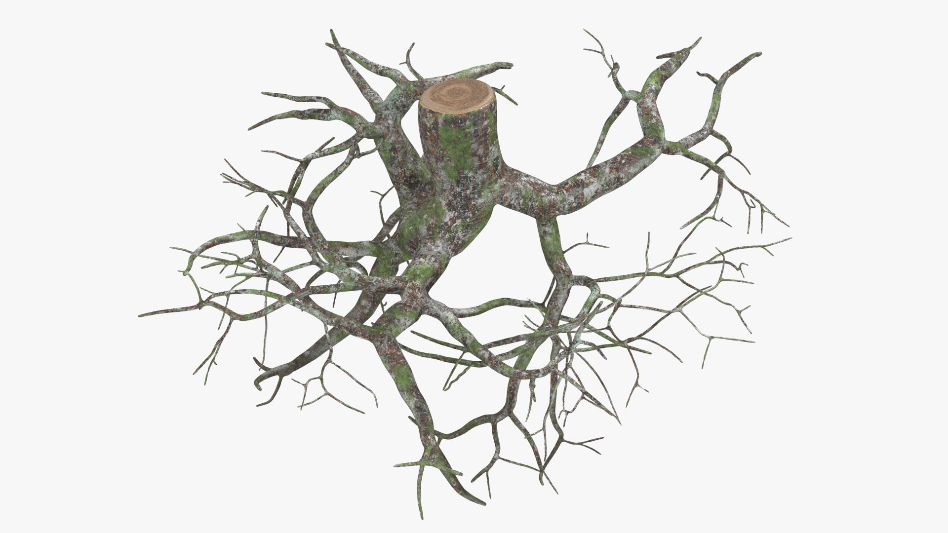 Tree Root 04 Color 2 Model - TurboSquid 2148576