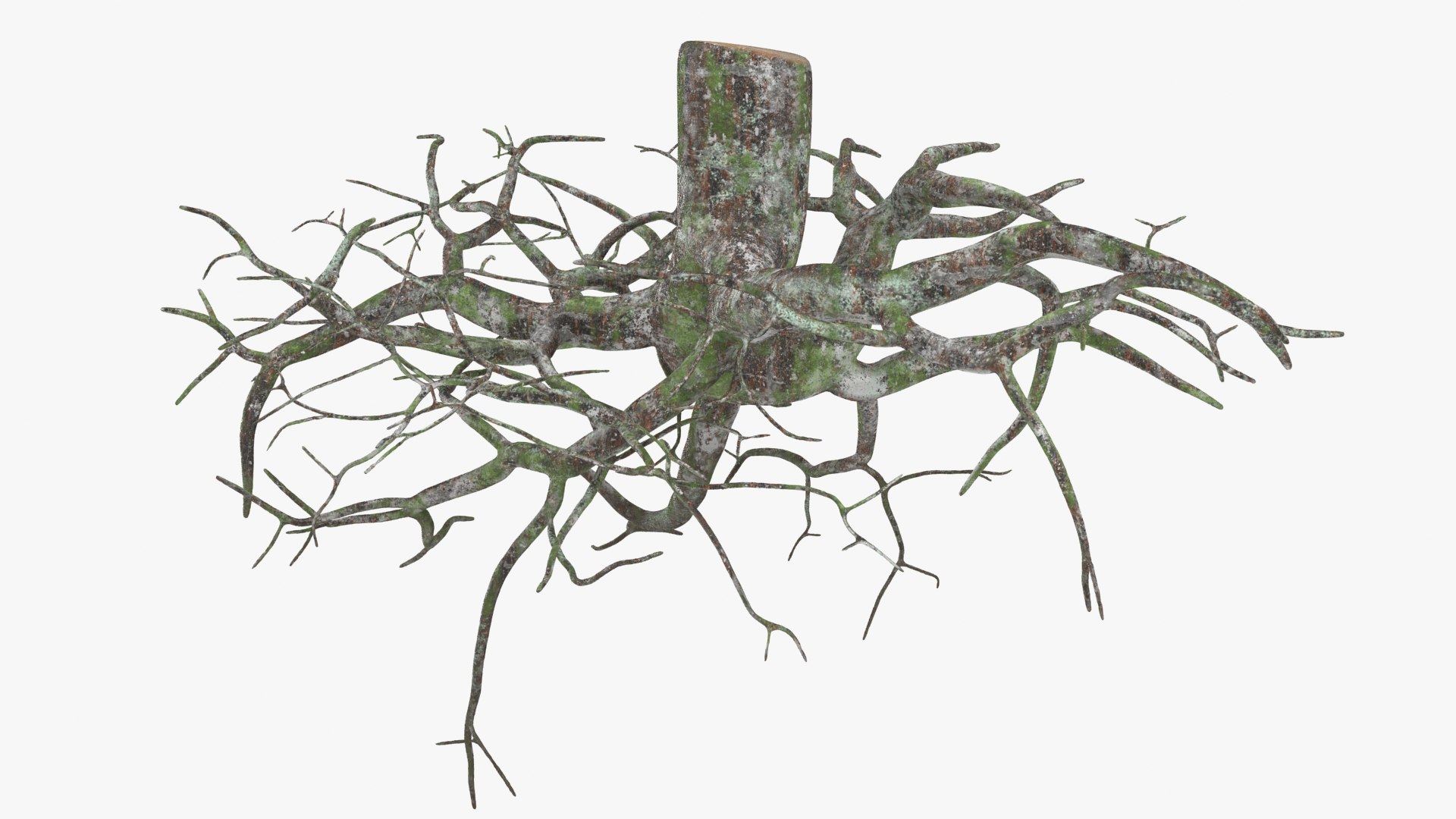 Tree Root 04 Color 2 Model - TurboSquid 2148576