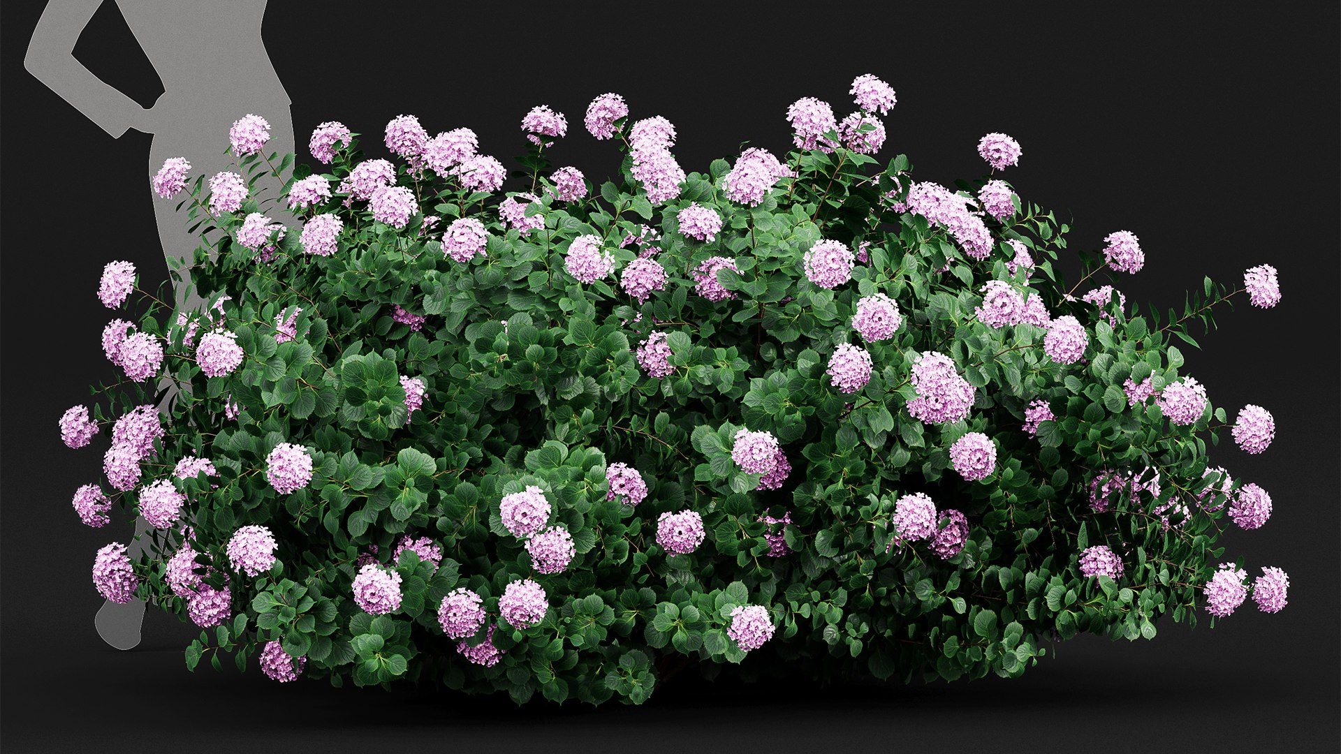 Bigleaf Hydrangeas Flower Garden Gate 4 COLORS 3D Model - TurboSquid 2243627
