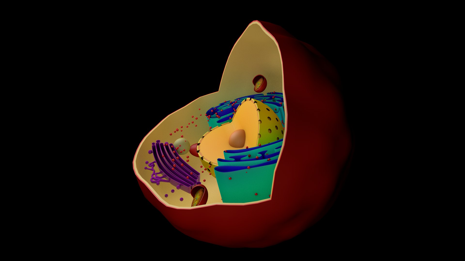 3D Human Cell Animal Cell Model - TurboSquid 1921774